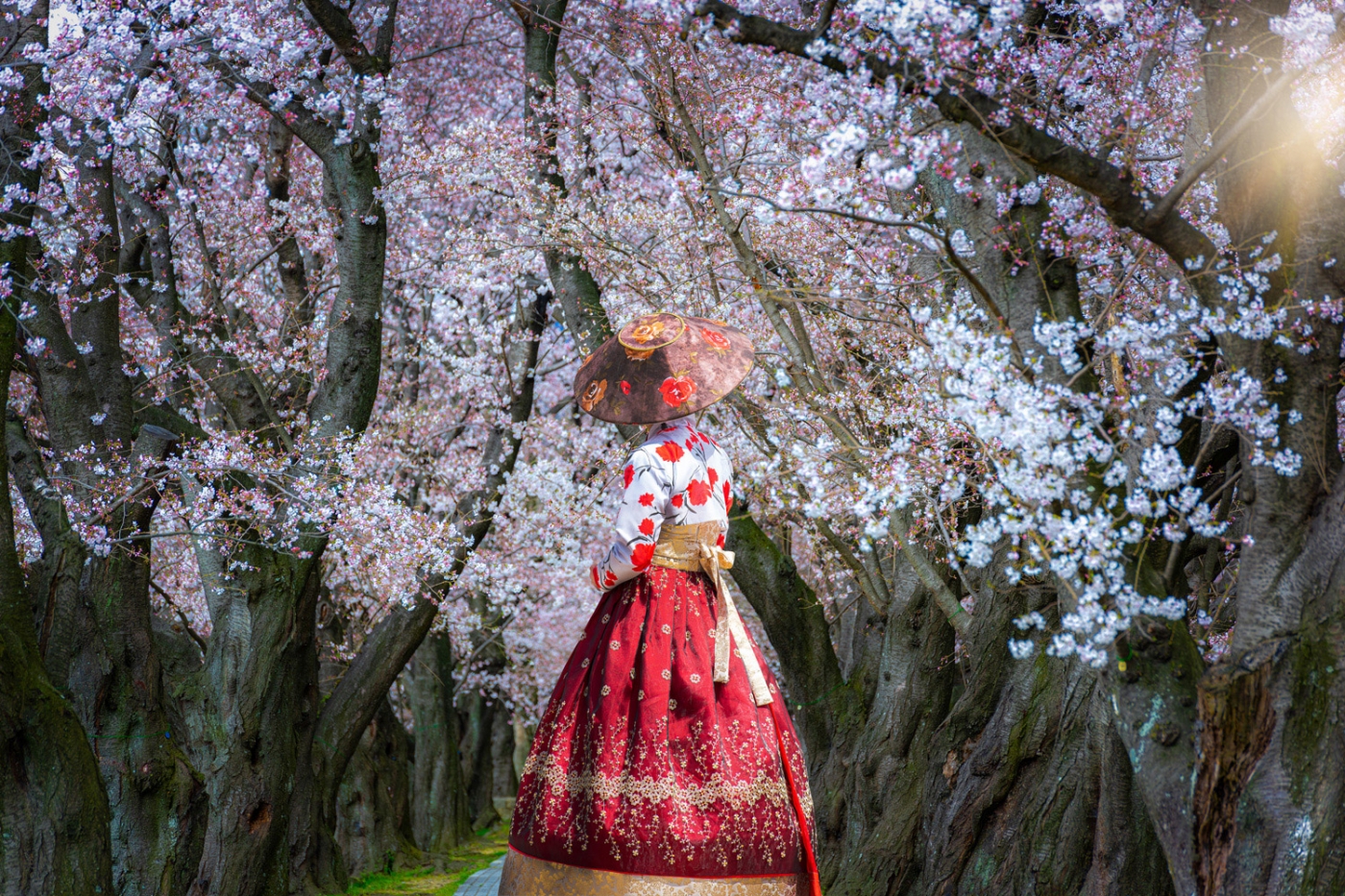 Ride the K-Wave: Discover South Korea’s Chic Cherry Blossom Getaway ...