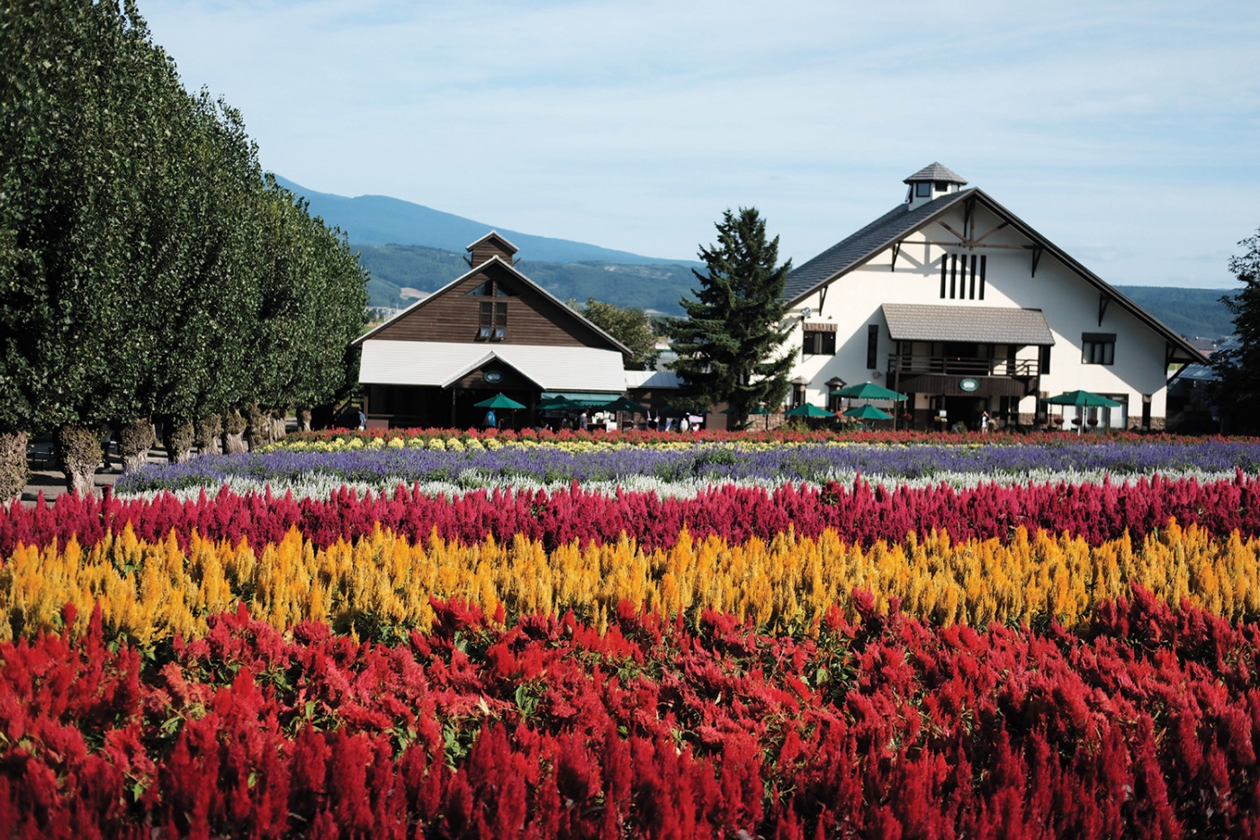 Uncover the Many Facets of Japan: Biei and Furano - IM First Class